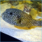 African Mappa Puffer Fish or Map Puffer Fish | Pete's Aquariums & Fish
