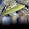Wrasse Fish | Pete's Aquariums & Fish