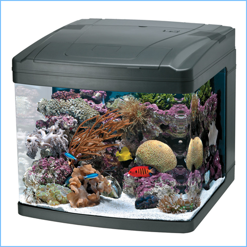 Bio Cube Pete s Aquariums Fish