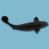 Black Koi Fish or Karasu Koi Fish | Pete's Aquariums & Fish
