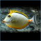 Tang Fish | Pete's Aquariums & Fish