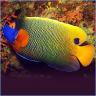 Blue Face Angelfish | Pete's Aquariums & Fish