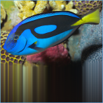 Blue Hippo Tang Fish or Pacific Regal Blue Tang | Pete's Aquariums & Fish
