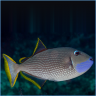 Triggerfish | Pete's Aquariums & Fish