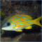 Blue-Line Snapper Fish or Bluestripe Snapper | Pete's Aquariums & Fish