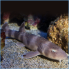 Brown Banded Shark or Cat Shark | Pete's Aquariums & Fish