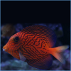 Chevron Tang Fish or Hawaiian Bristletooth Fish | Pete's Aquariums & Fish