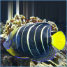 Saltwater Angelfish for Sale | Pete's Aquariums & Fish