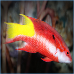 Hogfish | Pete's Aquariums & Fish