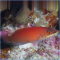 Wrasse Fish | Pete's Aquariums & Fish