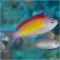 Anthias Fish | Pete's Aquariums & Fish