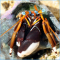 Dwarf Zebra Hermit Crab or Hawaiian Reef Hermit | Pete's Aquariums & Fish