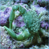 Emerald Crab or Green Clinging Crab | Pete's Aquariums & Fish