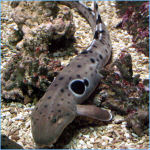 Sharks | Pete's Aquariums & Fish