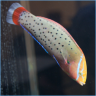Formosa Coris Wrasse or Queen Coris | Pete's Aquariums & Fish