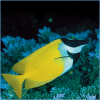 Rabbitfish Fish | Pete's Aquariums & Fish