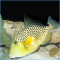 Gold Heart Triggerfish or Bluespotted Triggerfish | Pete's Aquariums & Fish
