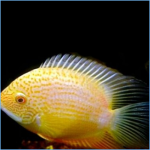 Gold Severum or Banded Cichlid | Pete's Aquariums & Fish