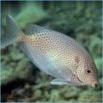 Gold Spotted Rabbitfish or Gold Spotted Spinefoot | Pete's Aquariums & Fish