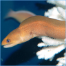 Golden Moray Eel | Pete's Aquariums & Fish