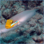 Golden Headed Sleeper Goby or Bluestreak Sleeper Goby | Pete's ...