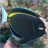 Golden Rim Tang or Whitecheek Surgeonfish | Pete's Aquariums & Fish