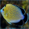 Goldflake Angelfish or Gold-Spangled Angelfish | Pete's Aquariums & Fish