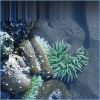 Anemones | Pete's Aquariums & Fish