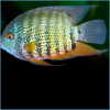 Green Severum Cichlid or Banded Cichlid | Pete's Aquariums & Fish