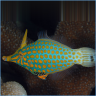 Filefish | Pete's Aquariums & Fish