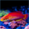 Hawaiian Flame Wrasse Fish or Flame Fairy Wrasse Fish | Pete's ...