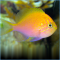 Hawkfish Anthias or Sunburst Anthias Fish | Pete's Aquariums & Fish