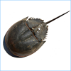 Horseshoe Crab | Pete's Aquariums & Fish
