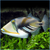 Triggerfish | Pete's Aquariums & Fish