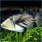 Triggerfish | Pete's Aquariums & Fish