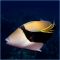 Humu Rectangle Triggerfish or Wedge-Tailed Triggerfish | Pete's ...
