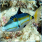 Triggerfish | Pete's Aquariums & Fish