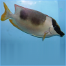 Magnificent Andaman Foxface or Magnificent Rabbitfish | Pete's ...