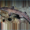 Marble Cat Shark or Coral Catshark | Pete's Aquariums & Fish