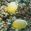Melon Butterflyfish or Indian Redfin Butterflyfish | Pete's Aquariums ...