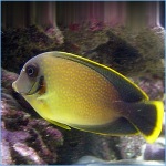 Mimic Lemon Peel Tangfish or Chocolate Surgeonfish | Pete's Aquariums ...