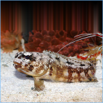 Moustache Jawfish | Pete's Aquariums & Fish