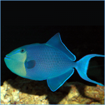Triggerfish | Pete's Aquariums & Fish