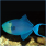 Triggerfish | Pete's Aquariums & Fish