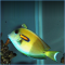 Orange Shoulder Tang or Orange Epaulette Surgeonfish | Pete's Aquariums ...