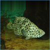 Panther Grouper Fish or Polka Dot Grouper | Pete's Aquariums & Fish