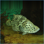 Panther Grouper Fish or Polka Dot Grouper | Pete's Aquariums & Fish
