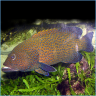 Peacock Hind Fish or Bluespotted Grouper Fish | Pete's Aquariums & Fish