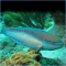 Pete's Aquariums & Fish | Saltwater Fish, Aquariums, Tropical Fish ...