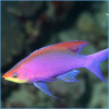 Purple Queen Anthias Fish or Yellow Striped Fairy Basslet | Pete's ...
